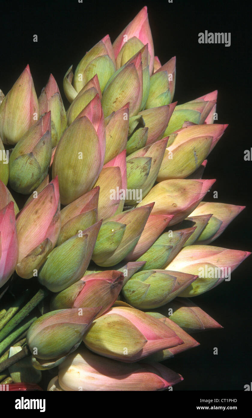 Lotus flower bouquet hi-res stock photography and images - Alamy