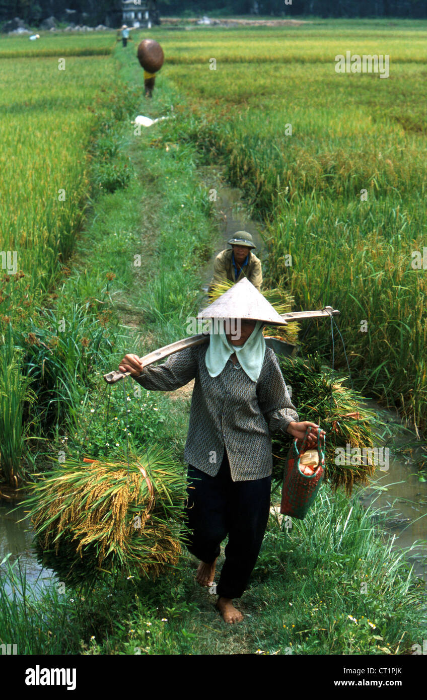 Peasant rice farmers vietnam hi-res stock photography and images - Alamy