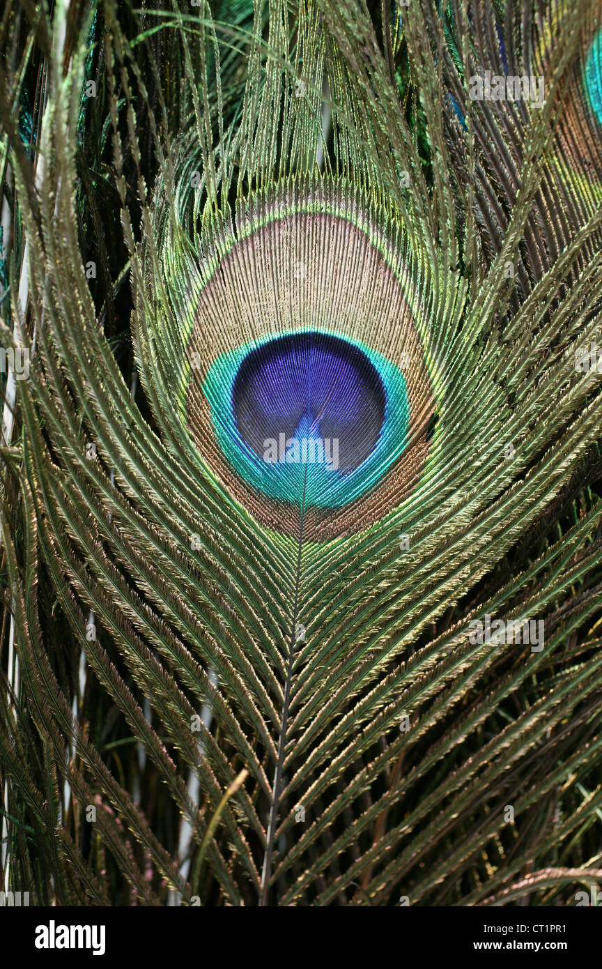 Feather anatomy hi-res stock photography and images - Alamy