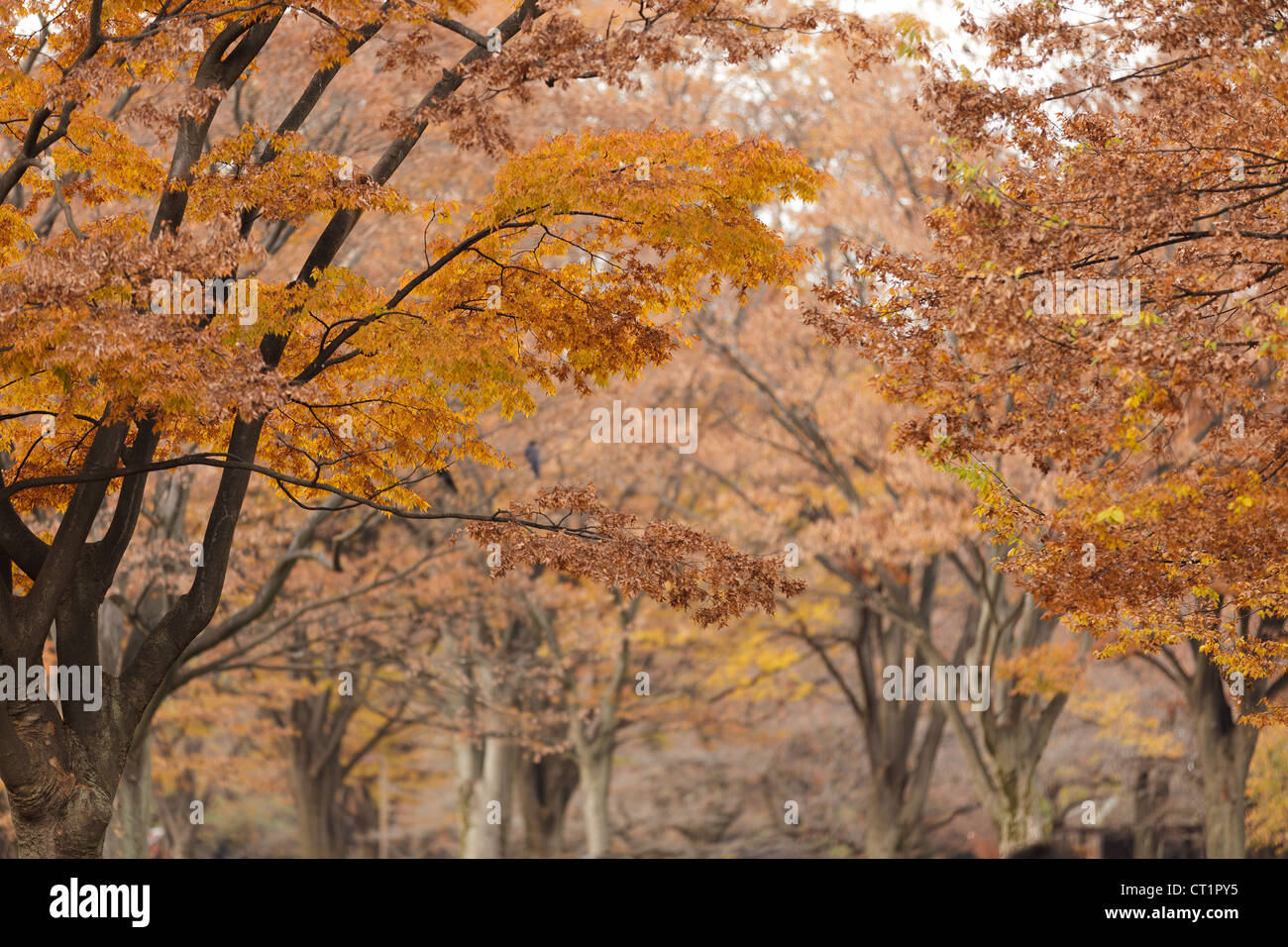 Tokyo fall colors hi-res stock photography and images - Alamy