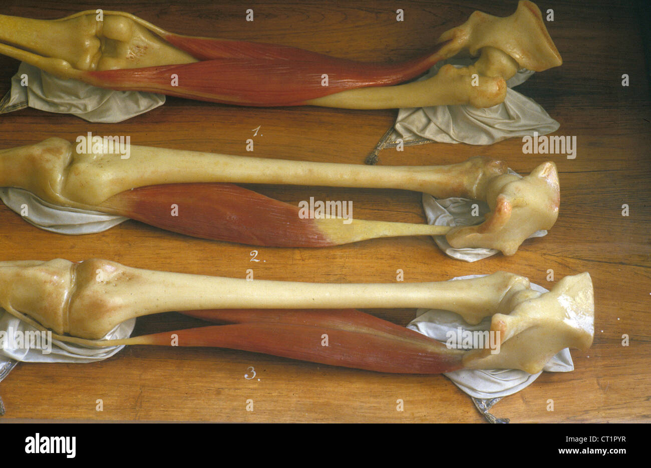 Medical museum vienna hi-res stock photography and images - Alamy