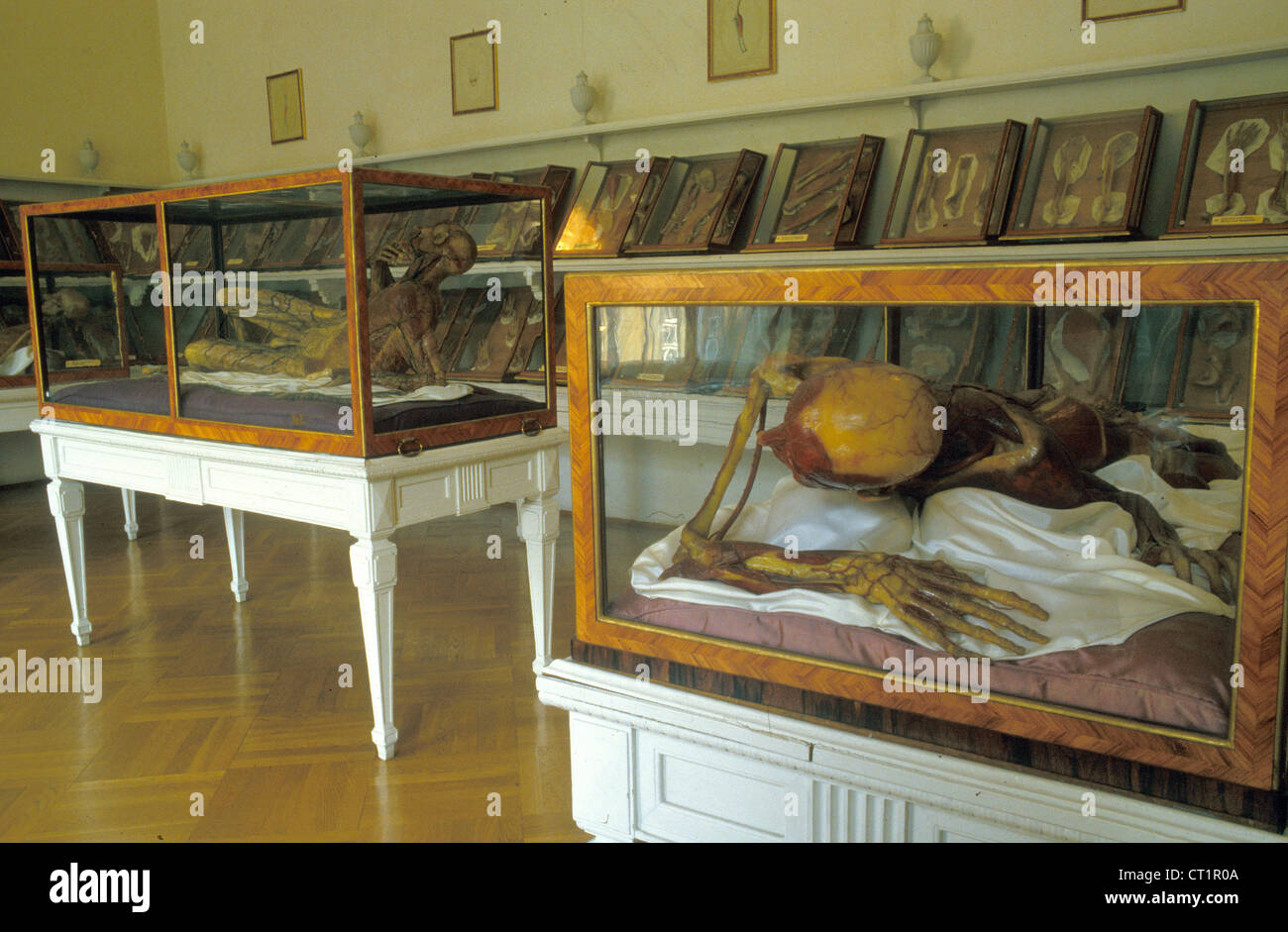 Medical museum vienna hi-res stock photography and images - Alamy