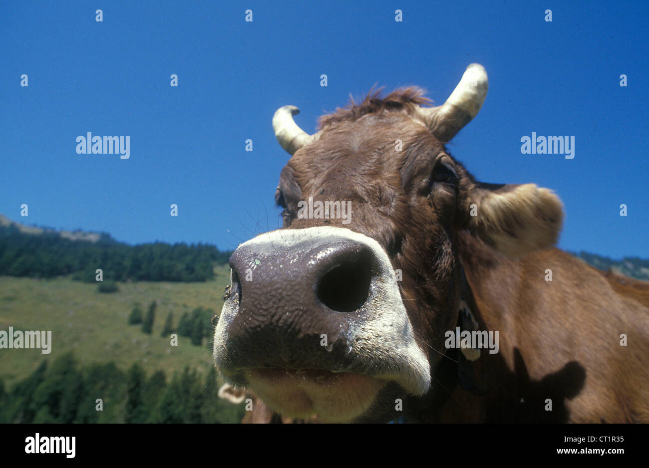 Nervous cow hi-res stock photography and images - Alamy