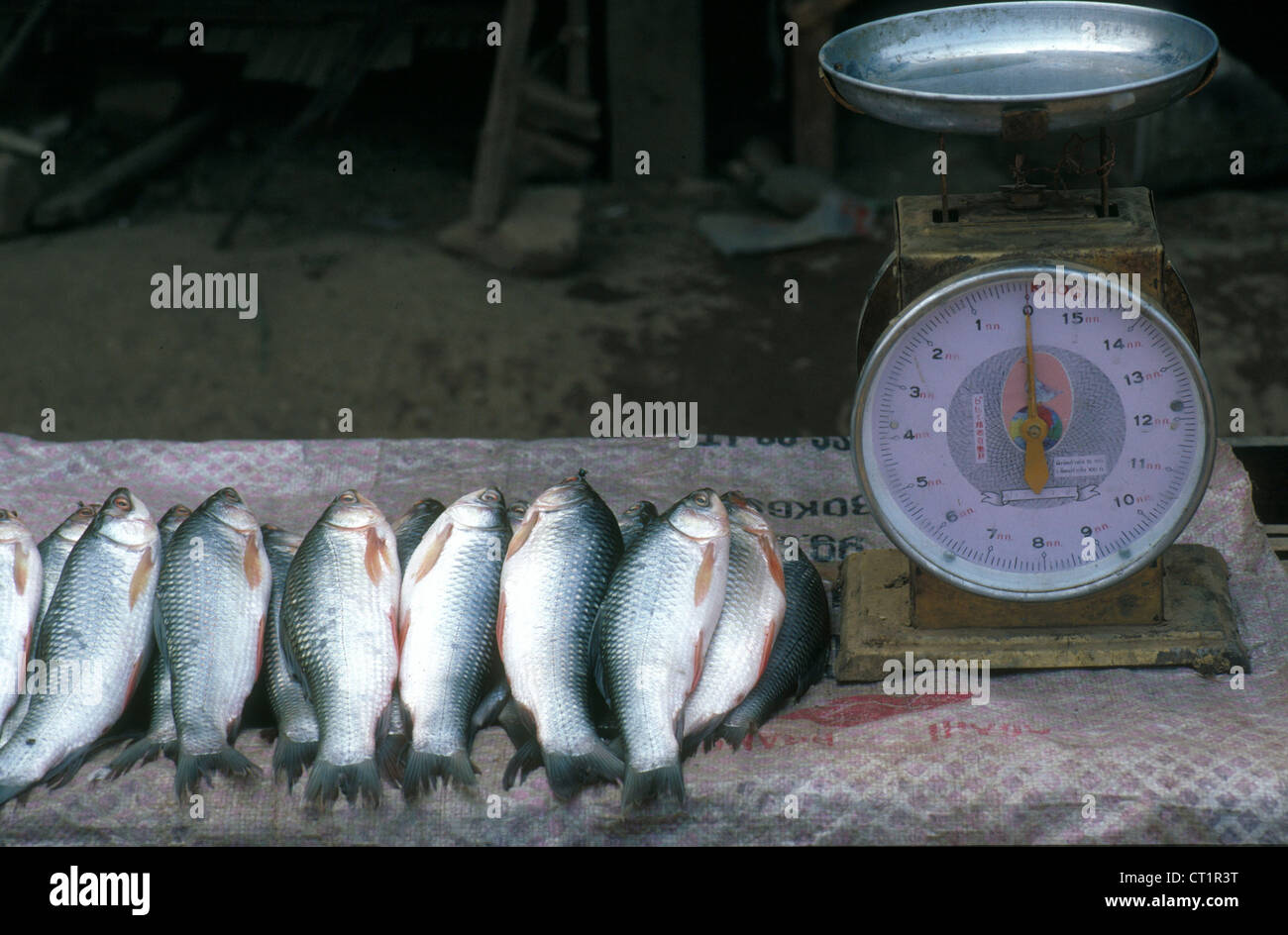 Fishes of laos hi-res stock photography and images - Alamy