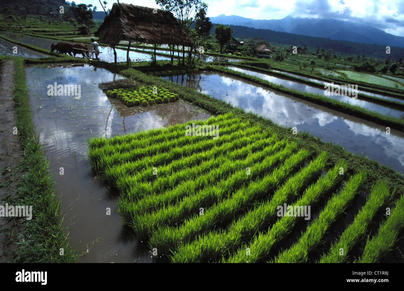 Rice irrigations hi-res stock photography and images - Alamy