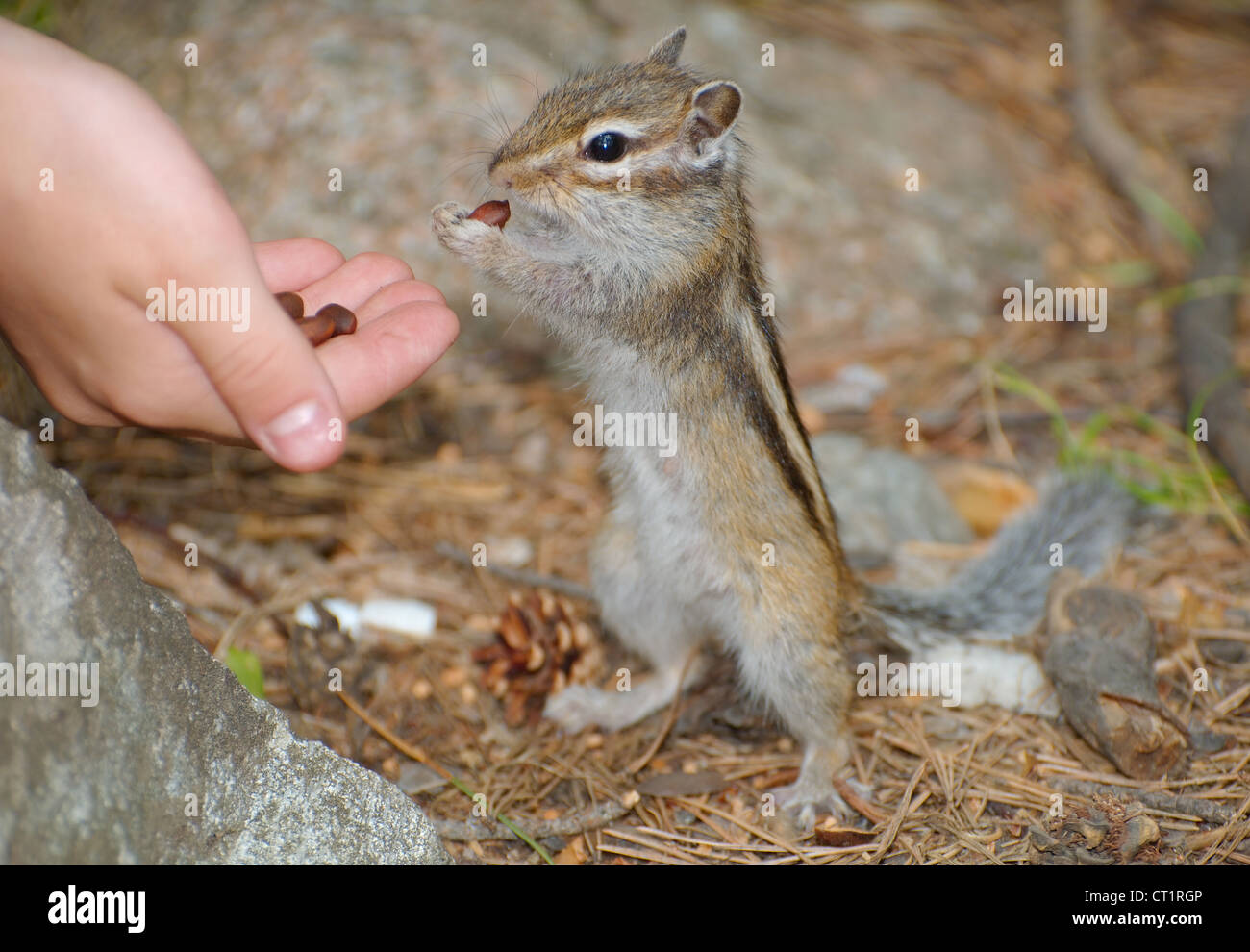 Siberian chipmunk, Common Chipmunk (Eutamias sibiricus). Lake Baikal ...