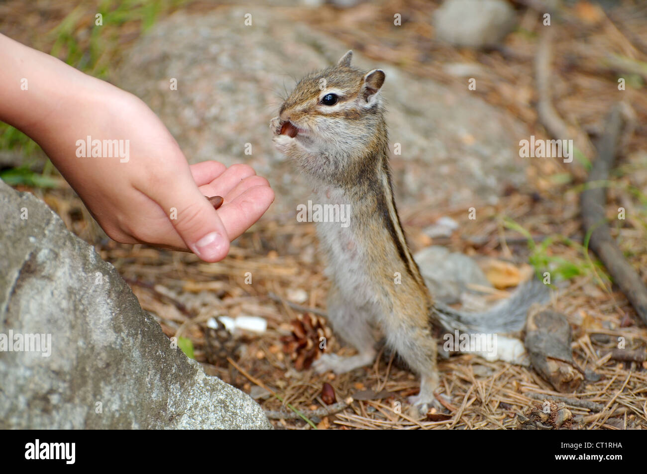 Siberian chipmunk, Common Chipmunk (Eutamias sibiricus). Lake Baikal ...