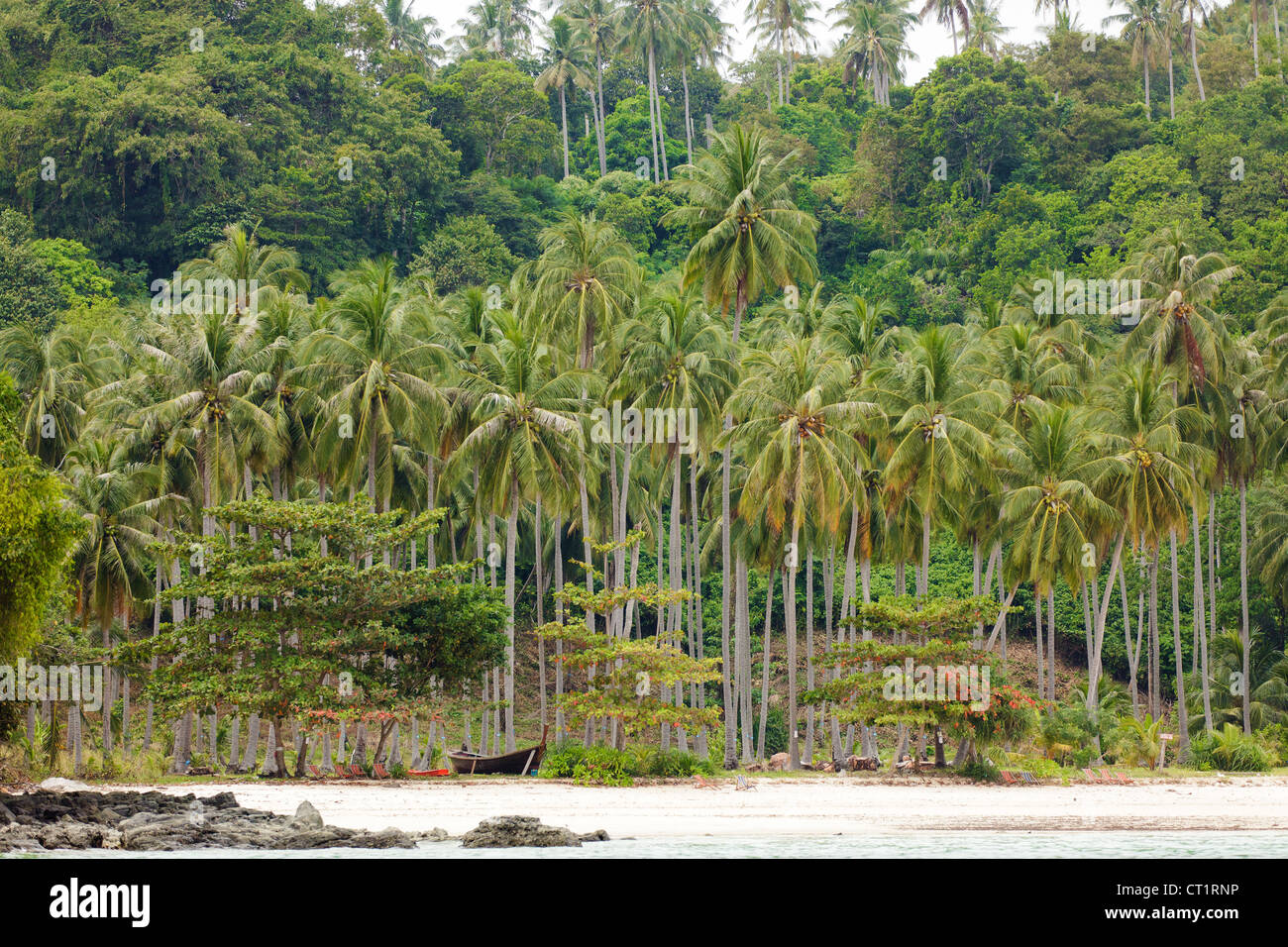 coconut tree forest in ko phi phi island, thailand Stock Photo - Alamy