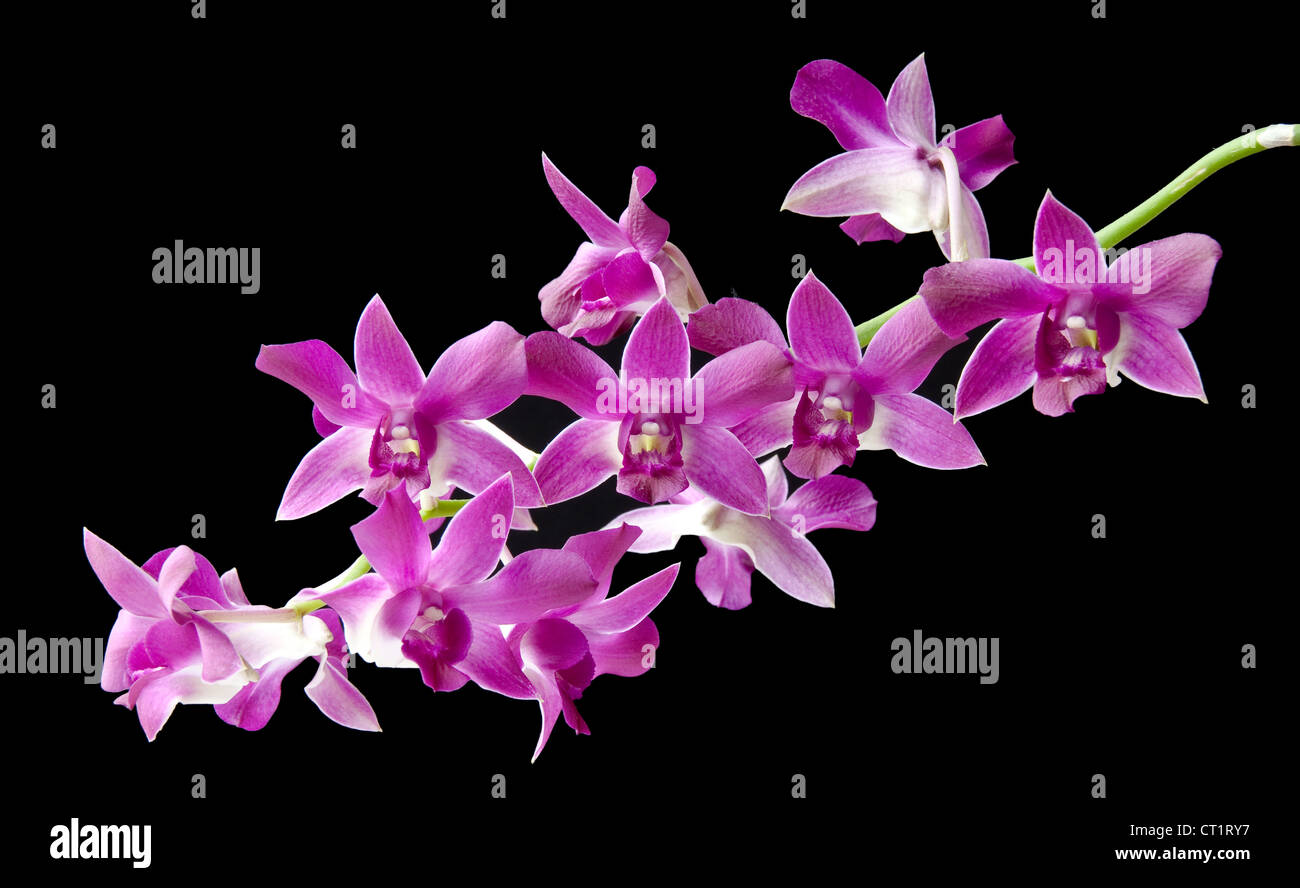 Orchid Dendrobium berry oda Stock Photo - Alamy