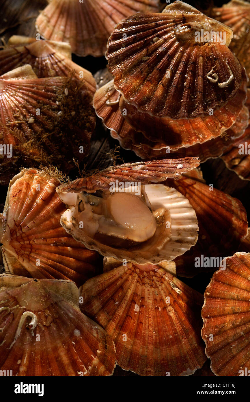 Common bivalve hi-res stock photography and images - Alamy