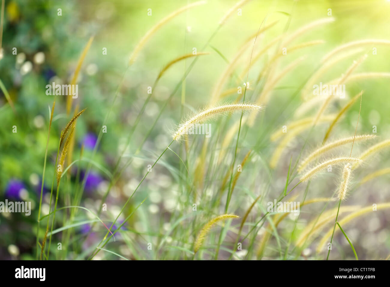 fresh tropical meadow background Stock Photo - Alamy