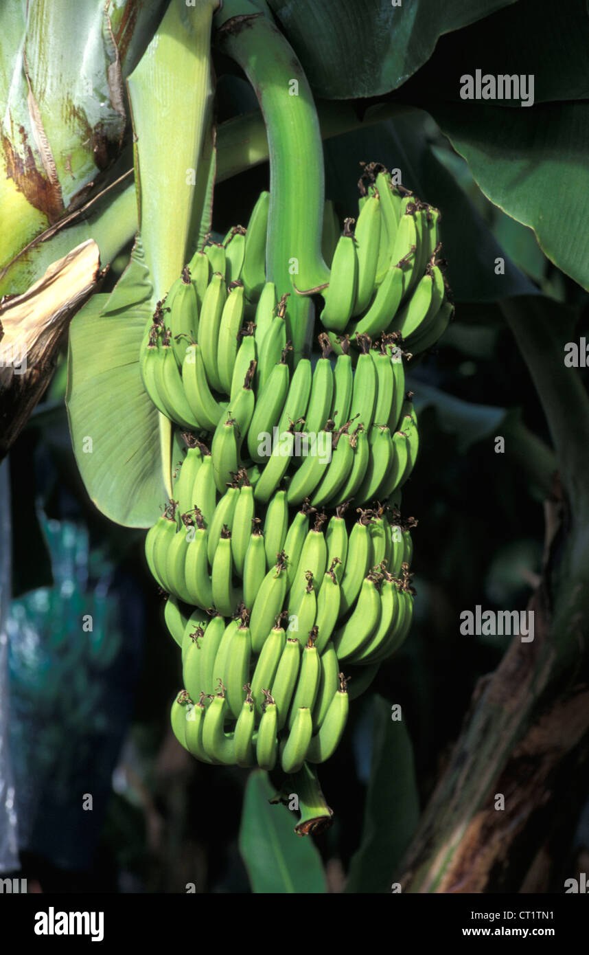 Banana palm palm trees in hi-res stock photography and images - Alamy
