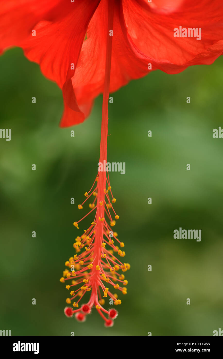 Beautiful blooming hibiscus flower shot hi-res stock photography and ...