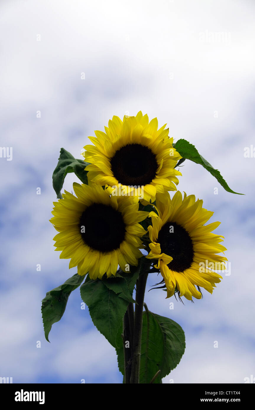 yellow sunflower in a garden in holland, in the sun Stock Photo - Alamy