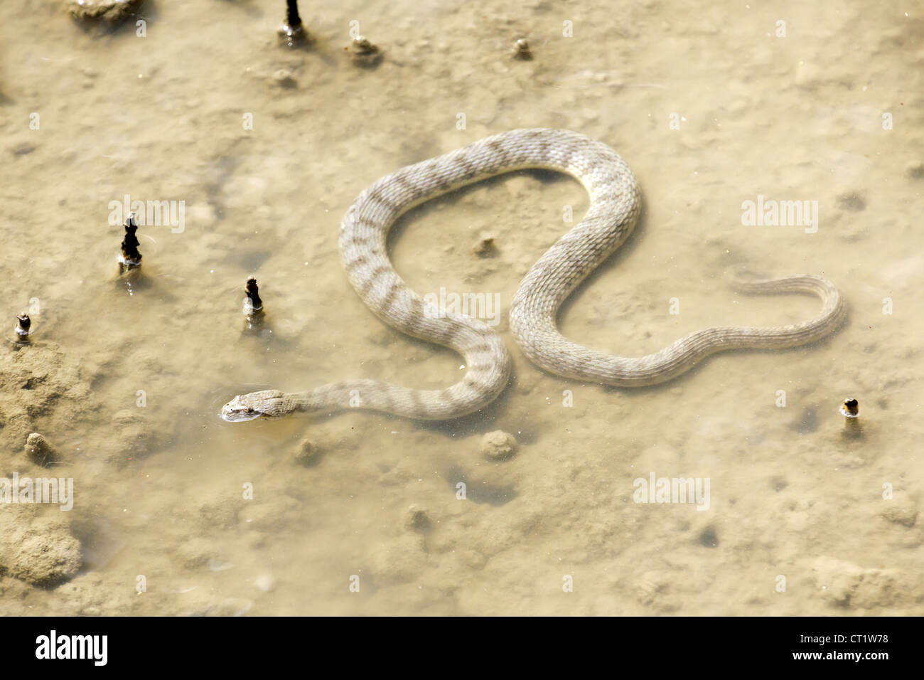 dog faced snake cerberus rynchops in mangrove water, Thailand Stock ...