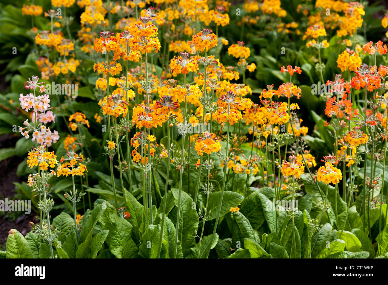 Primula bulleyana flower for background Stock Photo - Alamy