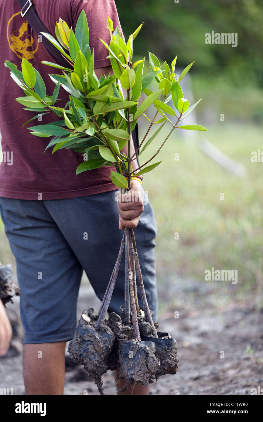 man carrying young mangrove tree for reforestation, Satun, Thailand ...