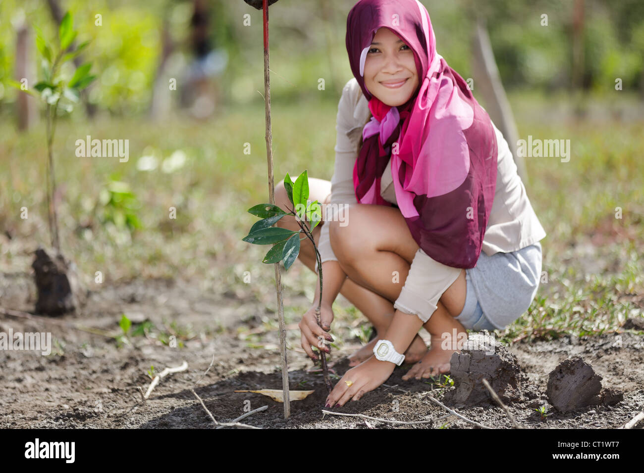 thai woman planting new mangrove tree in forest, satun, Thailand. Focus ...