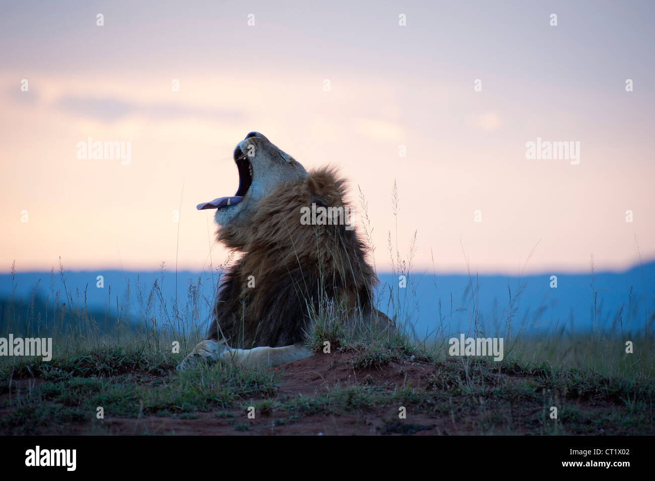 Lion roaring at sunset Stock Photo - Alamy