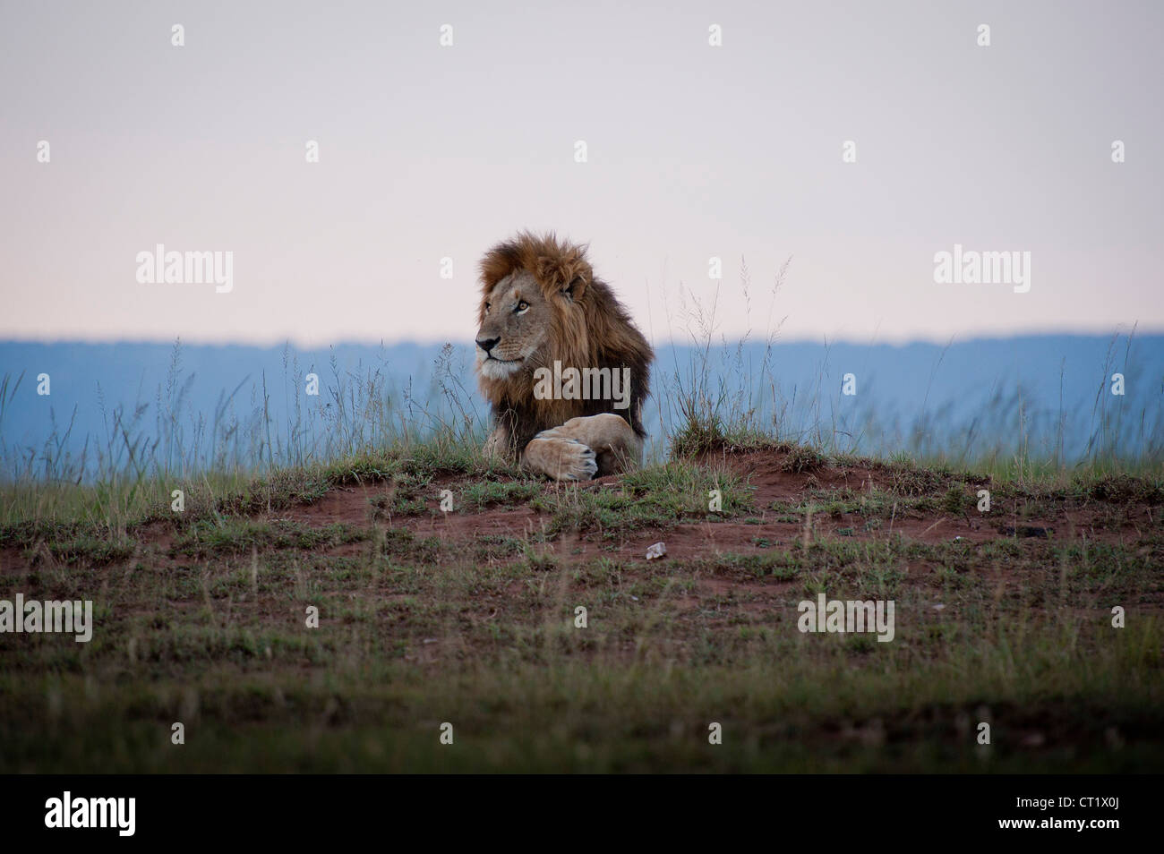 Lion on ridge hi-res stock photography and images - Alamy