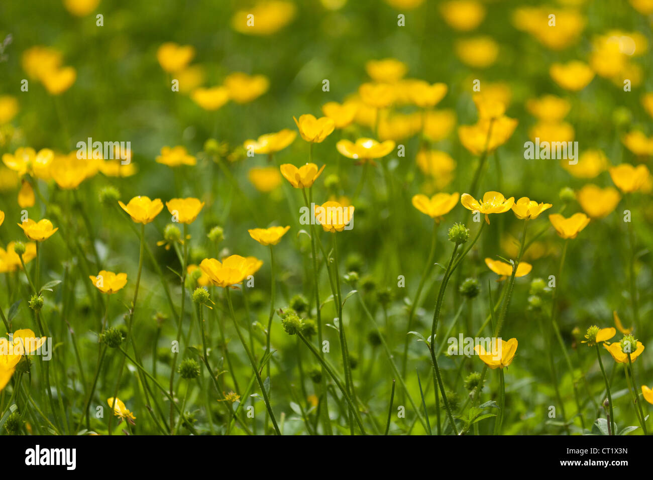 Yellow buttercup flower for background Stock Photo - Alamy
