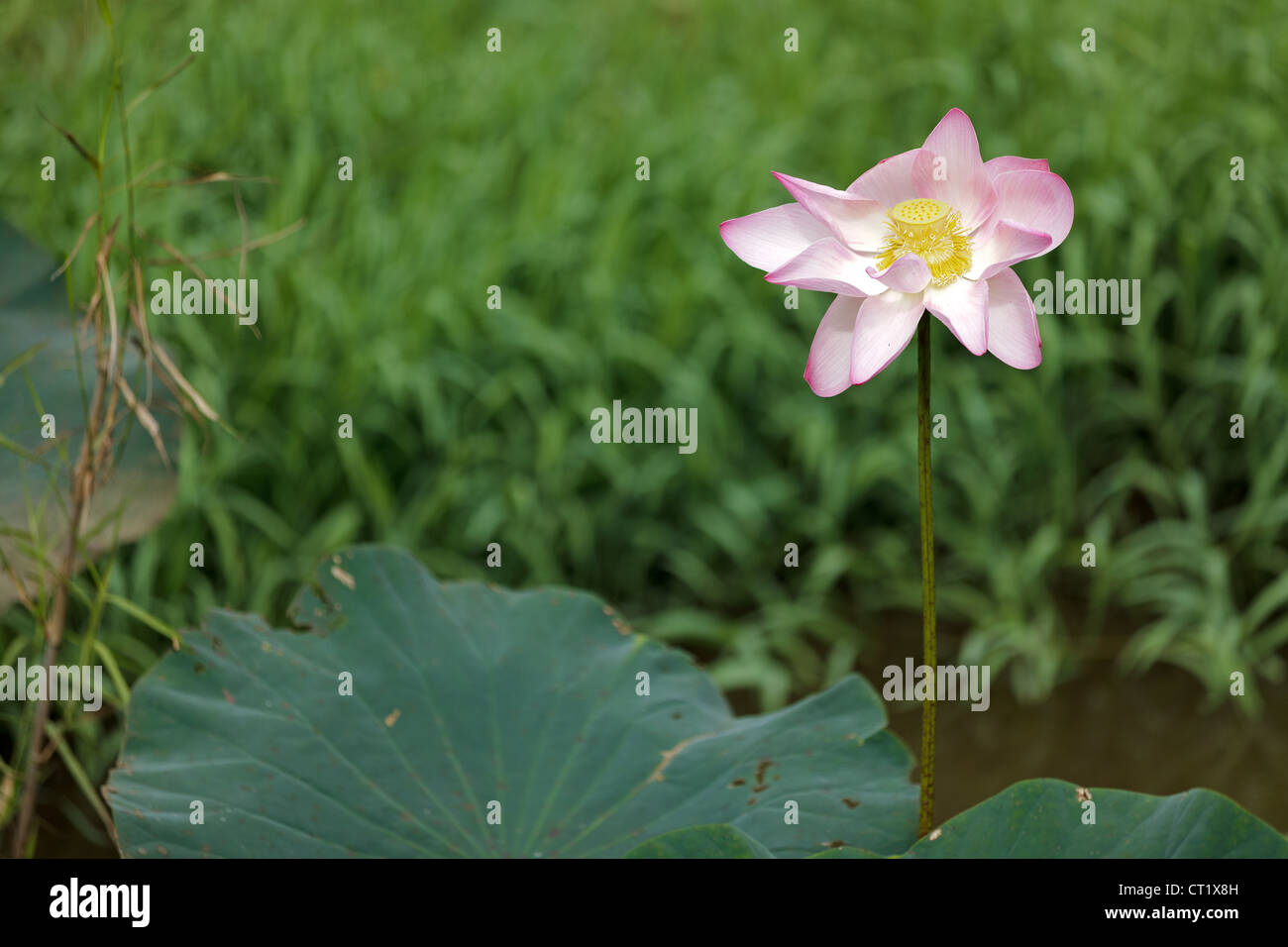 lotus flower blossom in wild swamp Stock Photo - Alamy