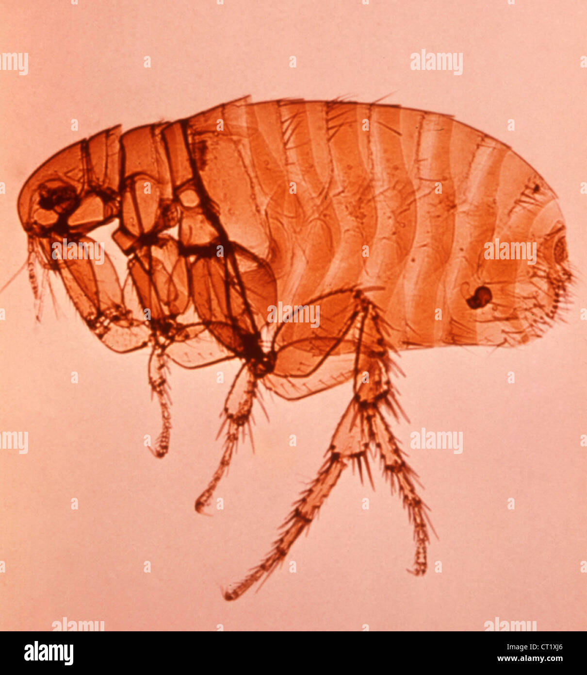 Bubonic plague hi-res stock photography and images - Alamy