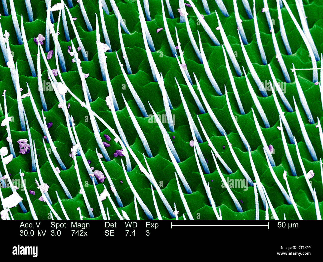 Tactile sensory receptors hi-res stock photography and images - Alamy