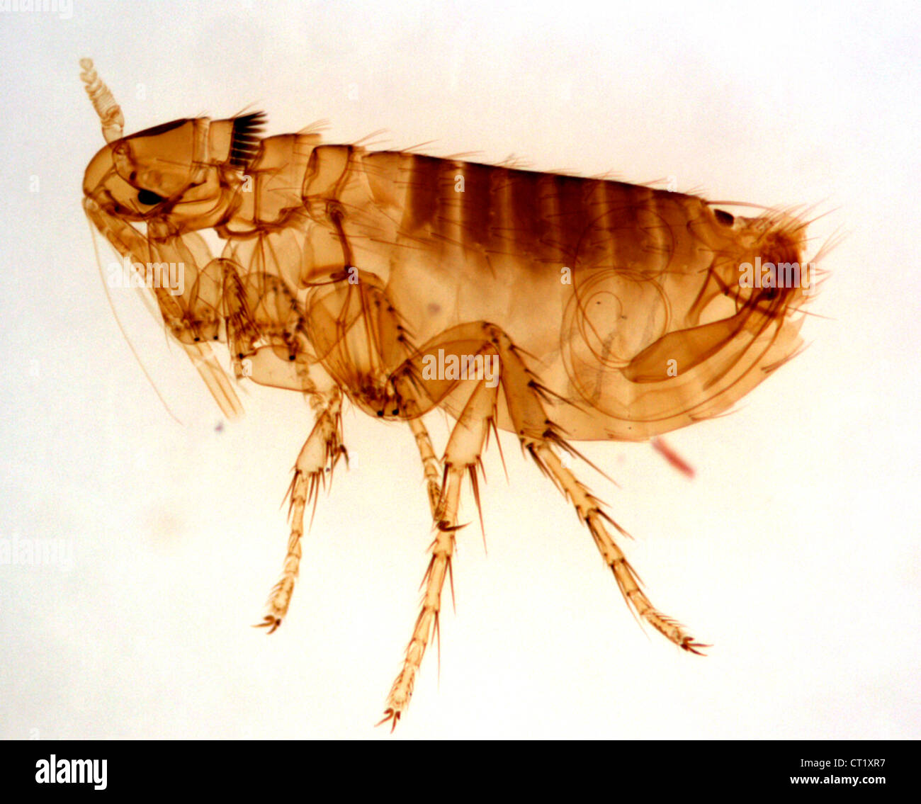 Diamanus montanus hi-res stock photography and images - Alamy