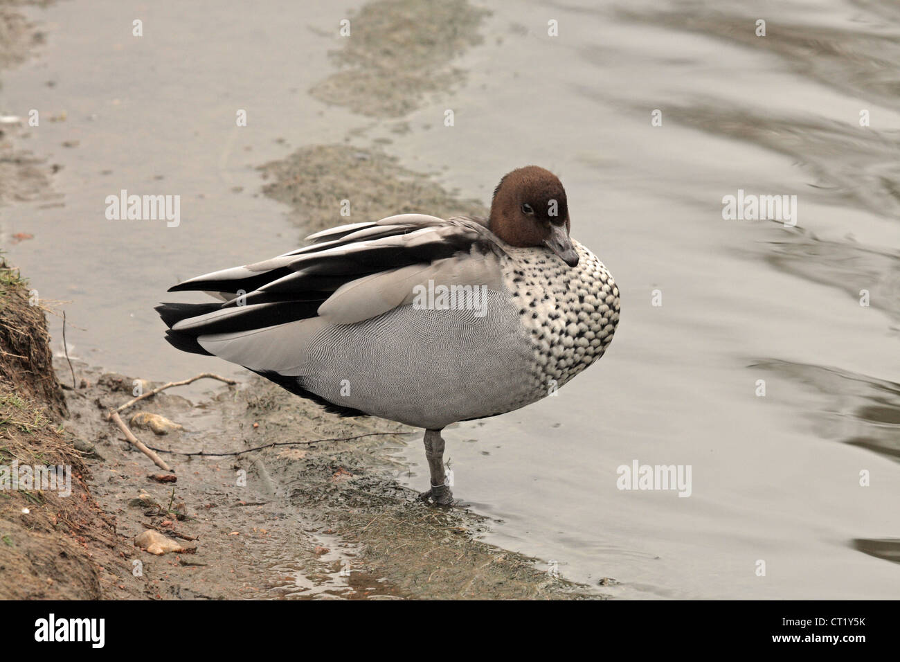 Australian Wood Duck, Maned Duck or Maned Goose (Chenonetta jubata ...