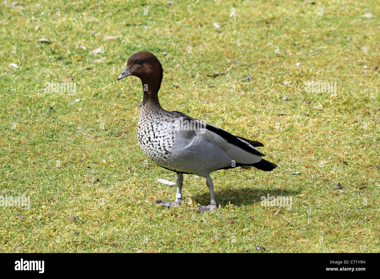 Australian Wood Duck, Maned Duck or Maned Goose (Chenonetta jubata ...