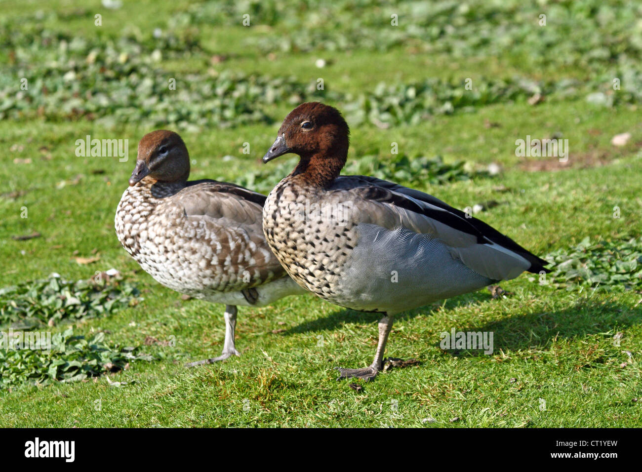 Australian Wood Duck, Maned Duck or Maned Goose (Chenonetta jubata ...