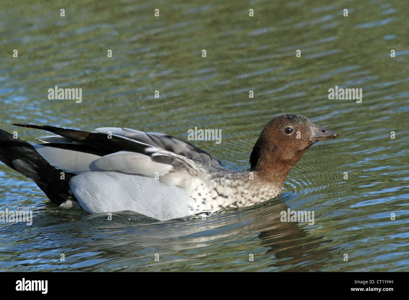 Australian Wood Duck, Maned Duck or Maned Goose (Chenonetta jubata ...