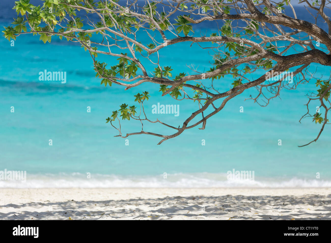 tropical tree under clear blue sea water, ko similan island, thailand ...