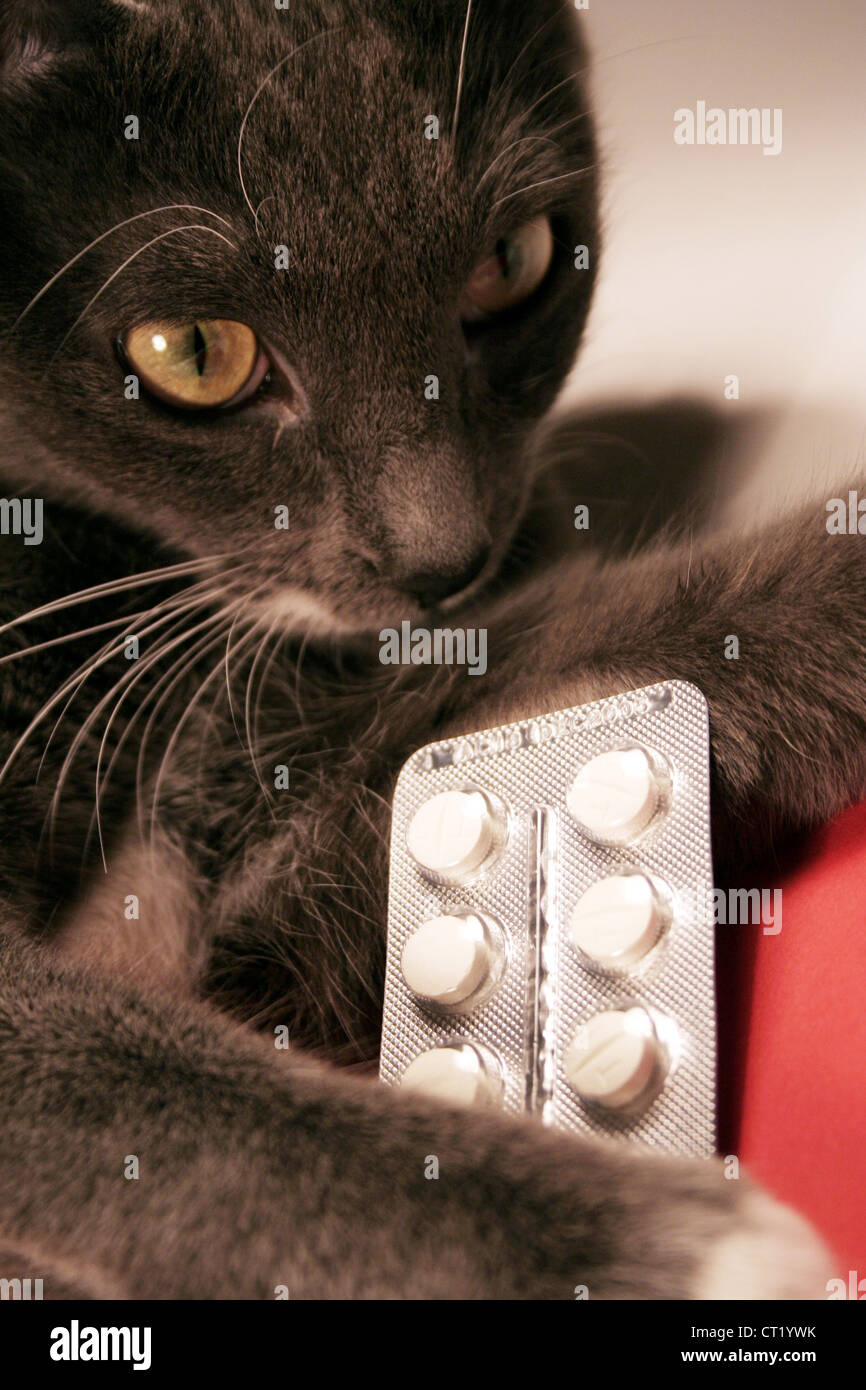 Cat drug hi-res stock photography and images - Alamy