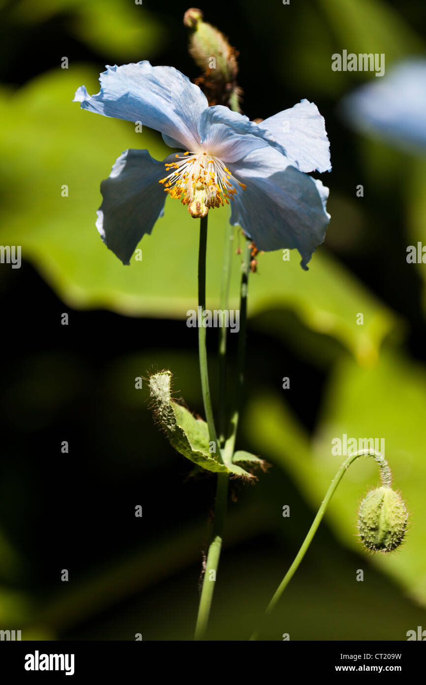 Himalayan Blue Poppy flower close up Stock Photo - Alamy