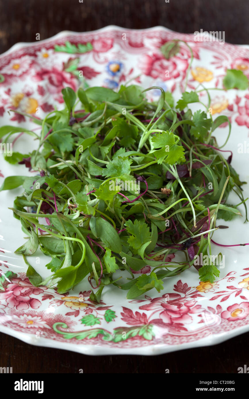 Baby Coriander and Amaranth Herbs Stock Photo - Alamy