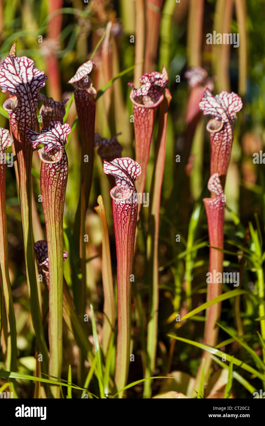 Red hooded hi-res stock photography and images - Alamy