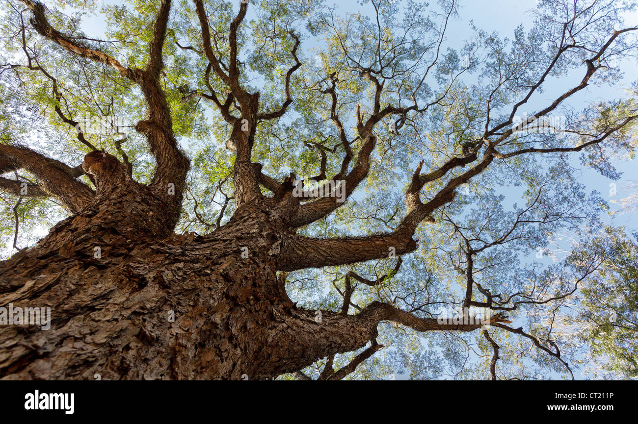 dynamic view of huge tropical tree over blue sky Stock Photo - Alamy