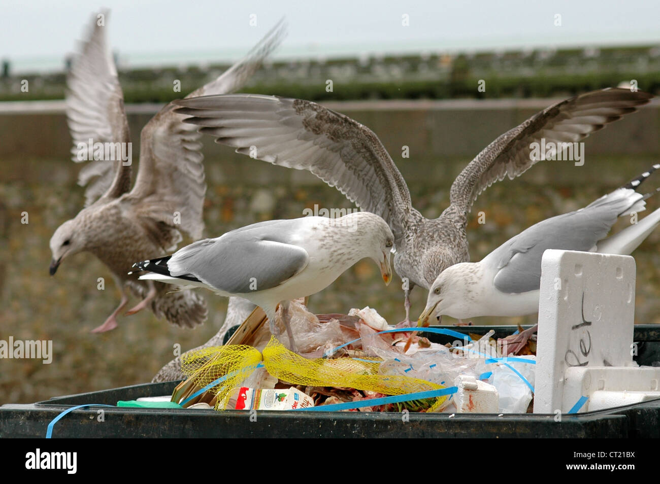 Household waste bird hi-res stock photography and images - Alamy