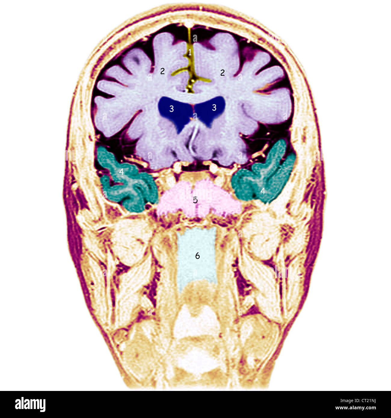 Longitudinalis hi-res stock photography and images - Alamy