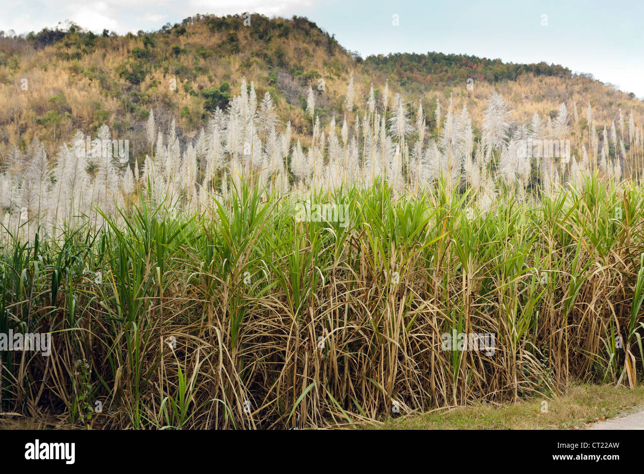 sugar cane field in north Thailand Stock Photo - Alamy