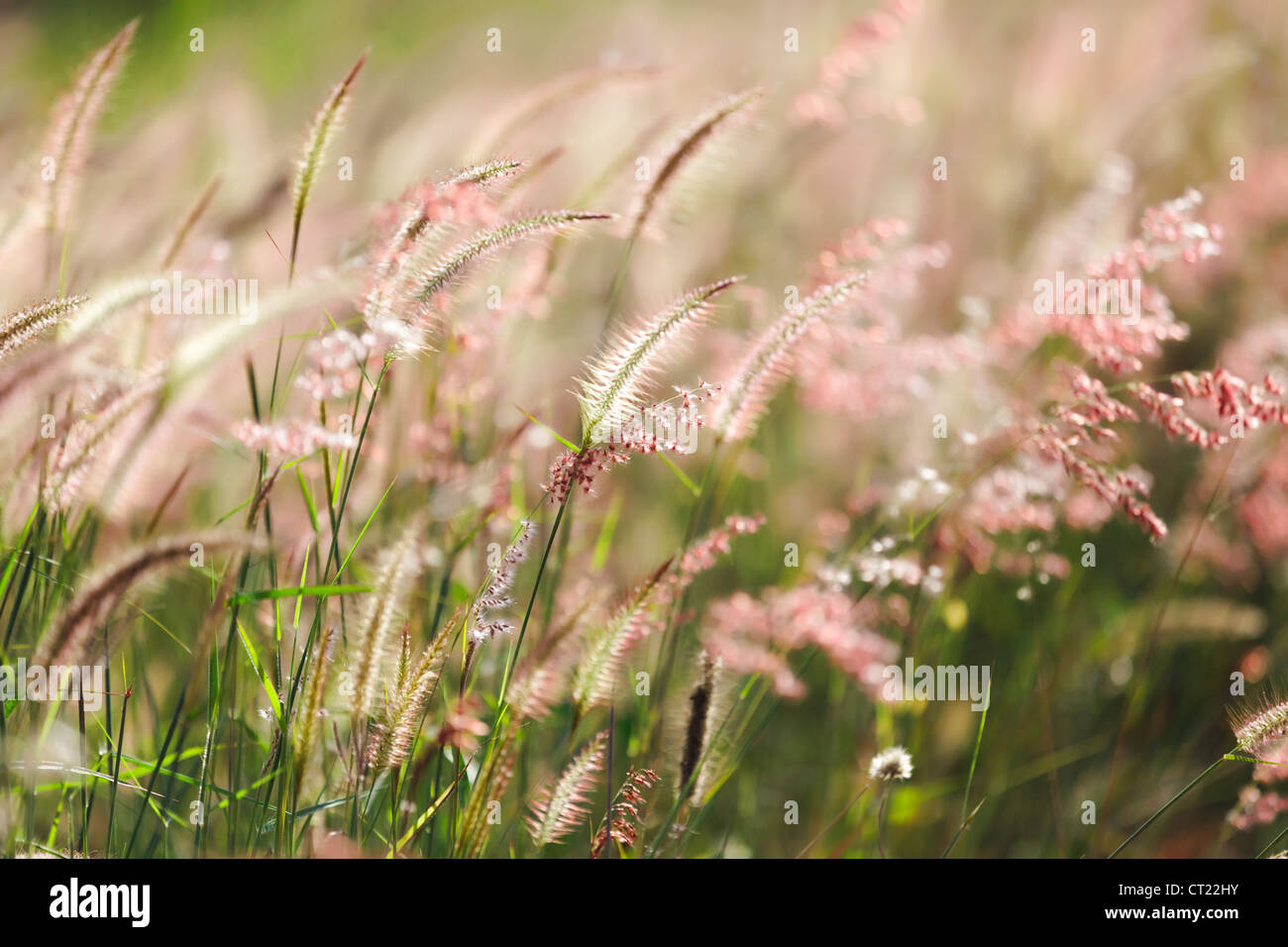 tropical wild meadow under warm sunlight Stock Photo - Alamy