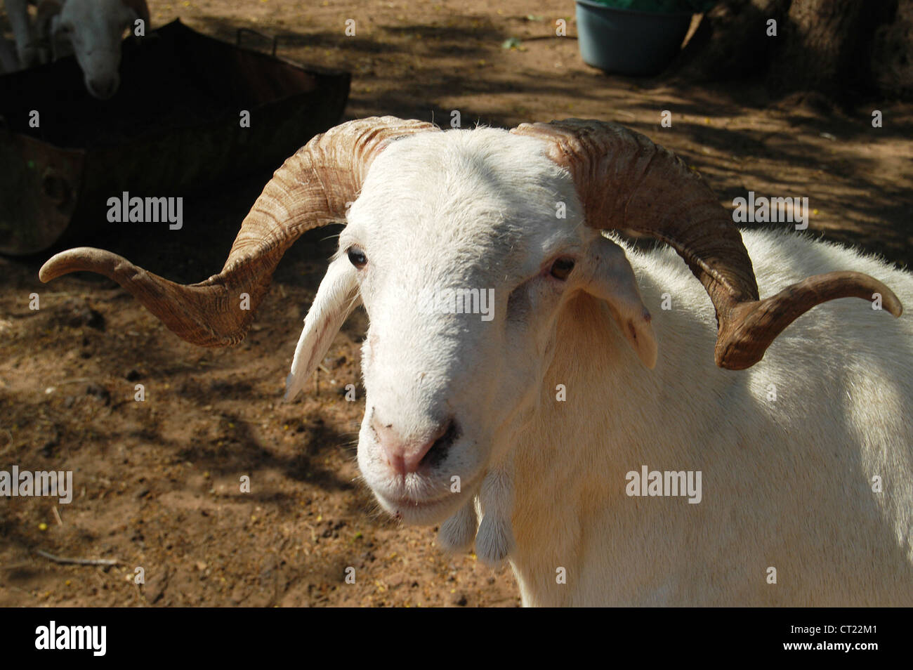 Senegalese goat hi-res stock photography and images - Alamy