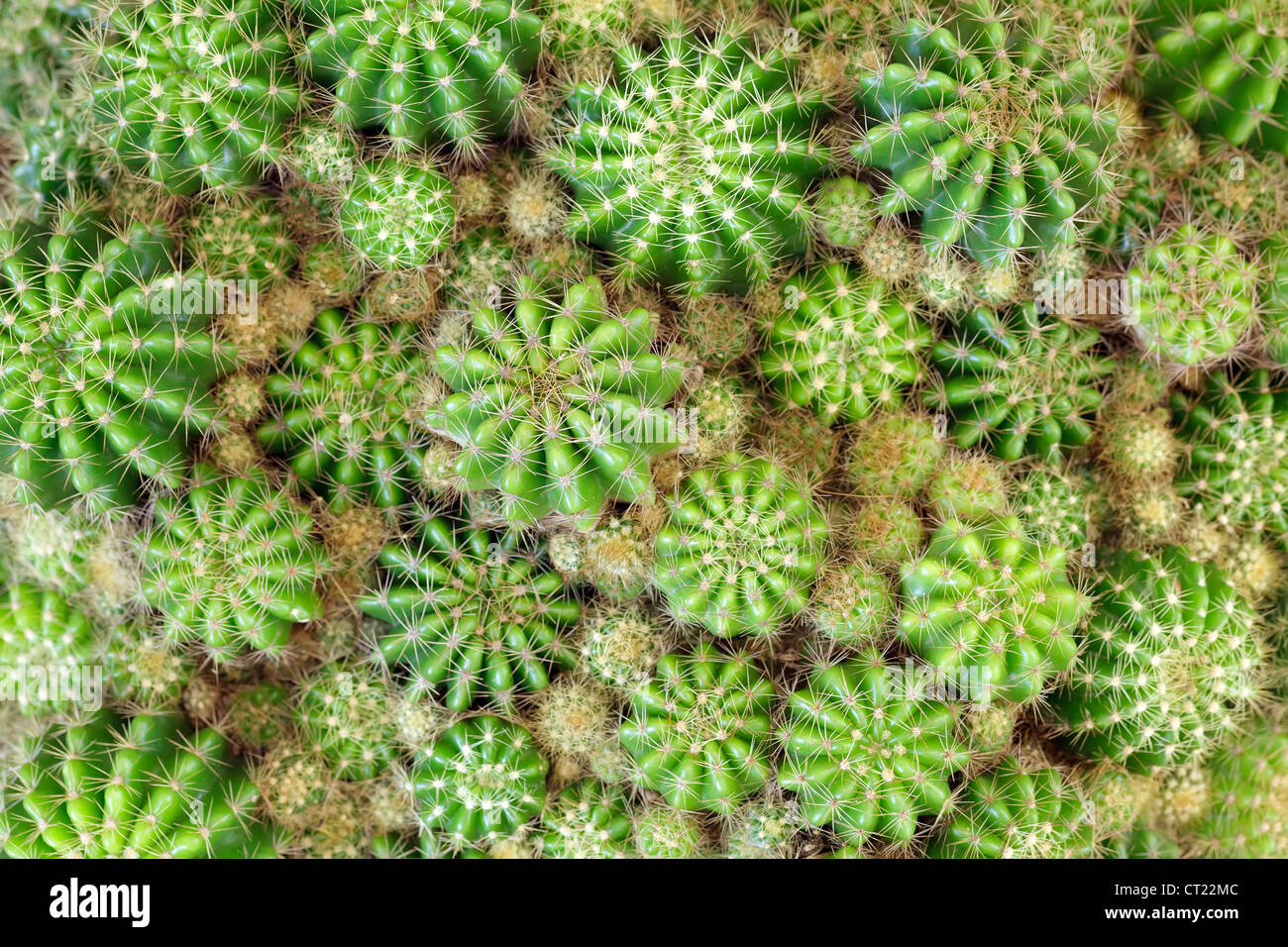 background of green cactus group Stock Photo - Alamy