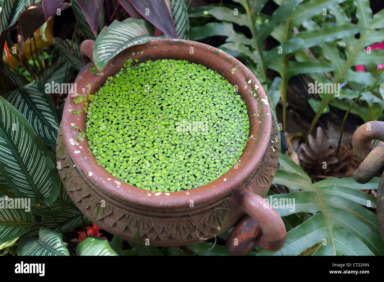 duckweed plant floating in water pot Stock Photo - Alamy