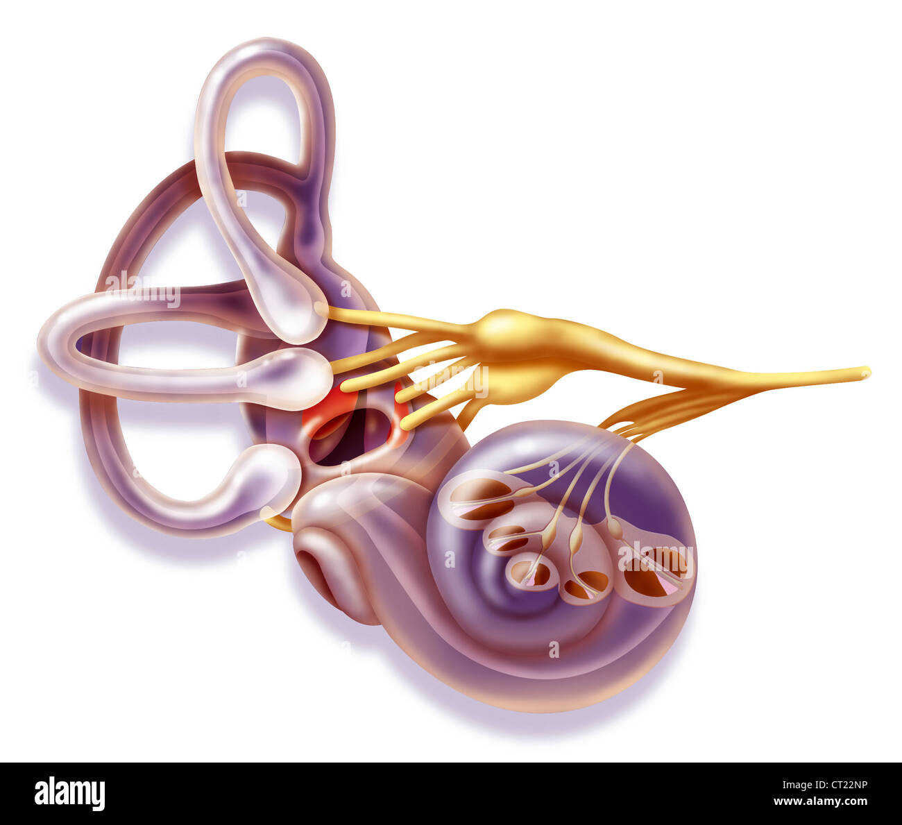 INTERNAL EAR, DRAWING Stock Photo - Alamy