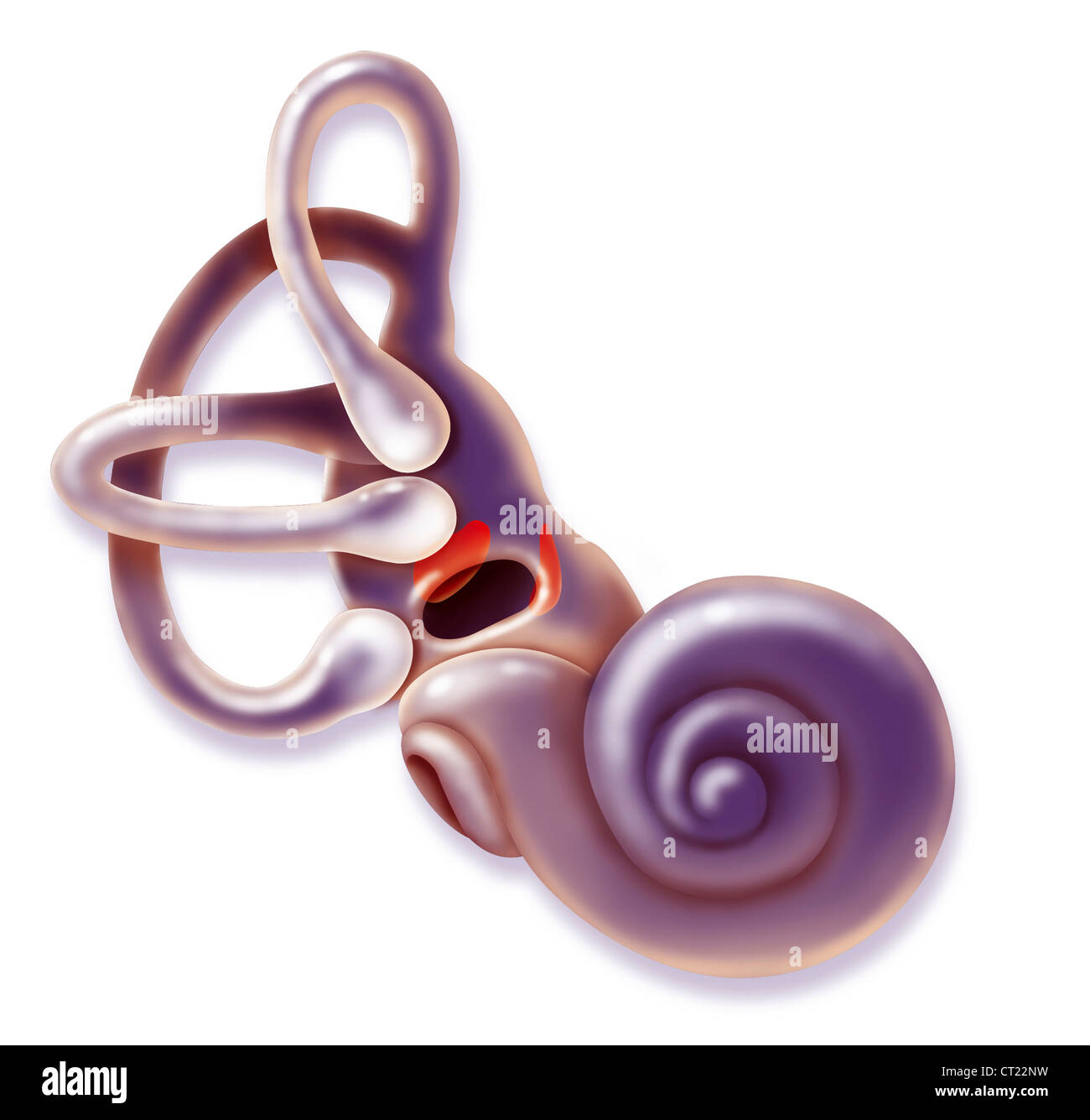 INTERNAL EAR, DRAWING Stock Photo - Alamy