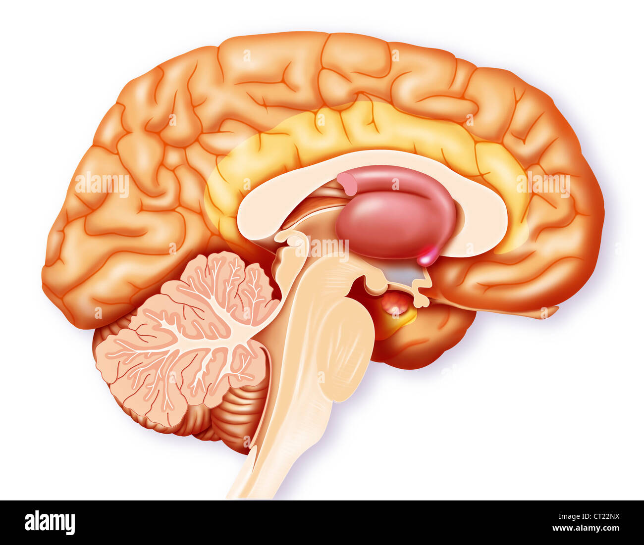 Limbic system drawing hi-res stock photography and images - Alamy