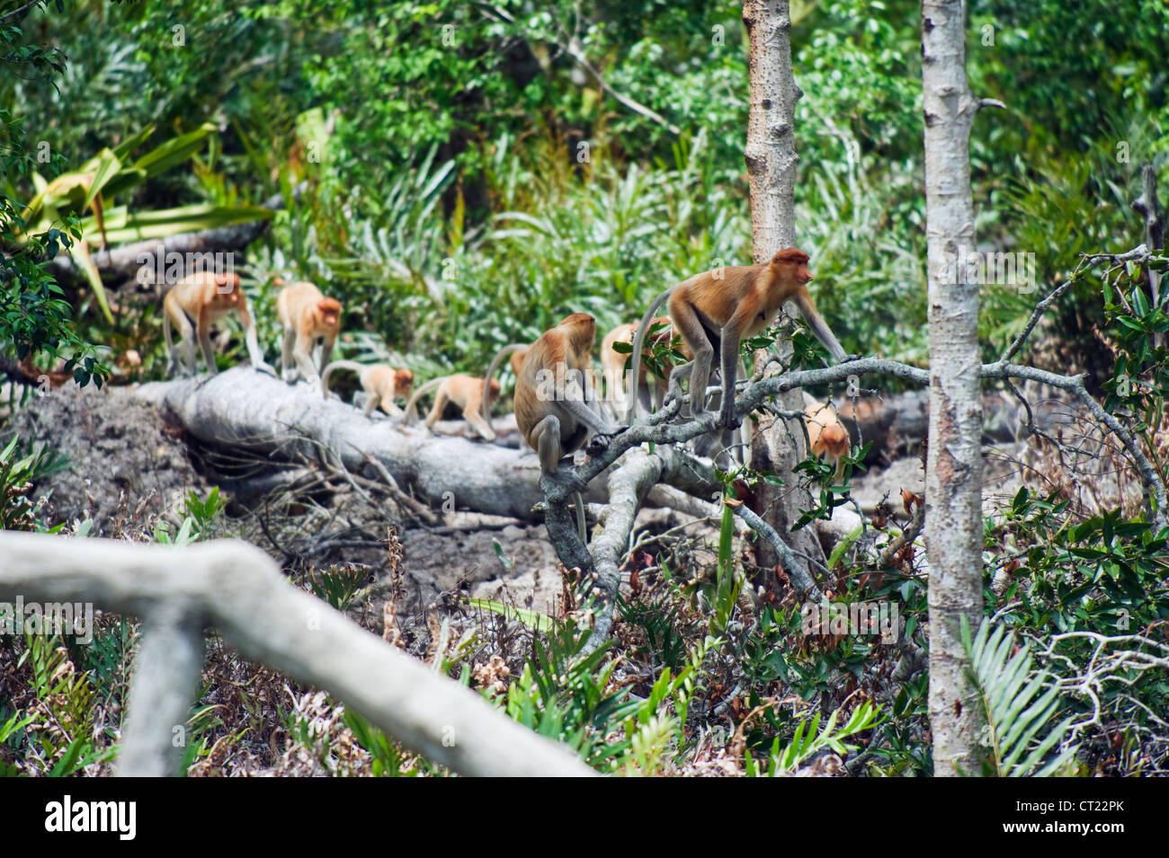 Proboscis monkey, Labuk Bay Proboscis Monkey Sanctuary, Sabah, Borneo ...